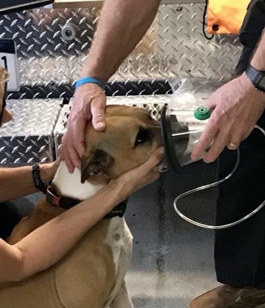 Southern Tier Police Canine Association donates lifesaving equipment To ...